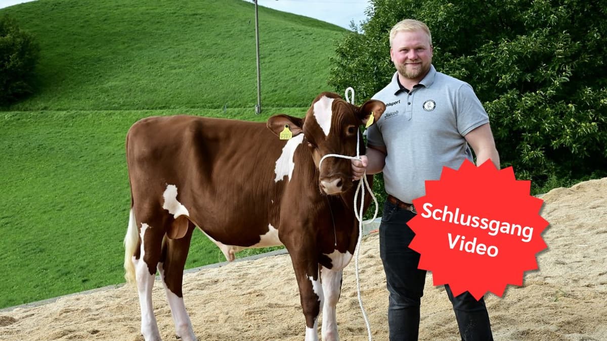 s'Vierteli: Alle Schwingerkönige seit 1895 – und woher sie kamen ...